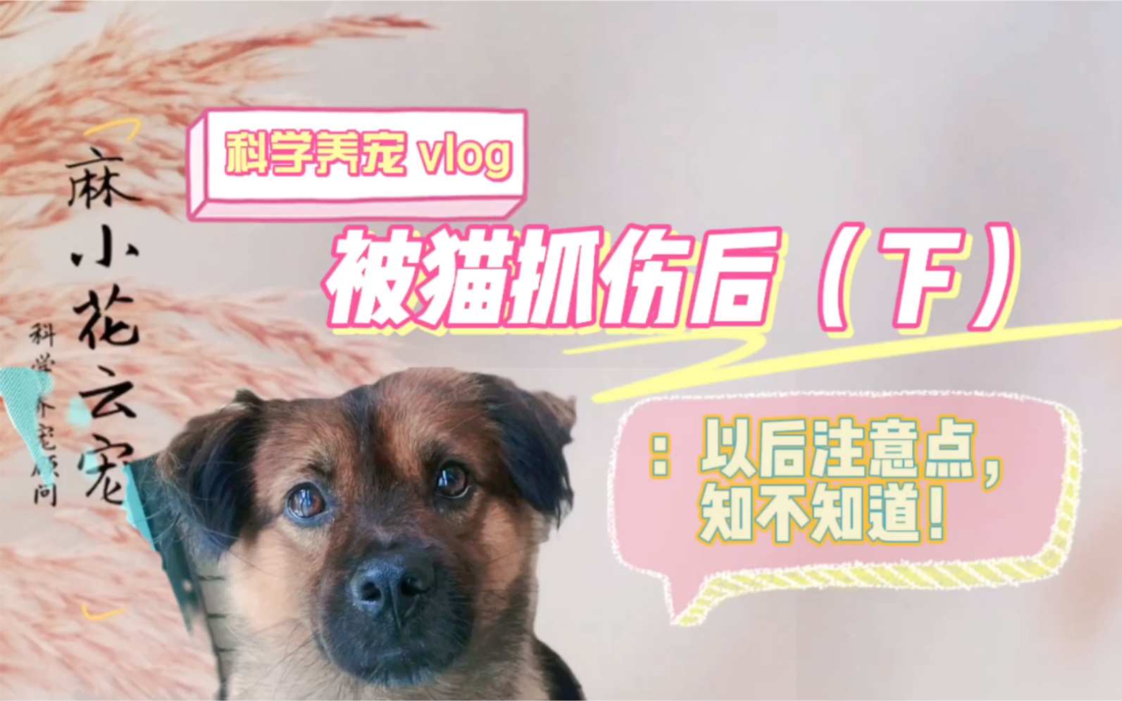 被猫抓伤后(下)附狂犬疫苗费用