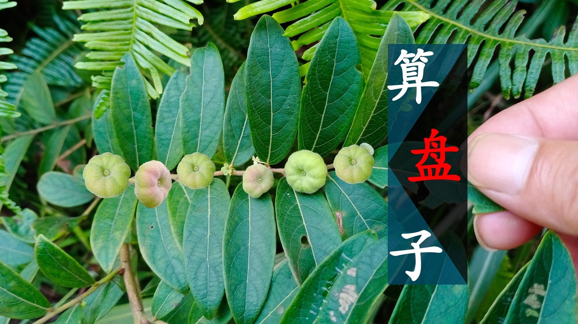 .边的"算盘子",没想到作用这么多?遇见了千万别不认识