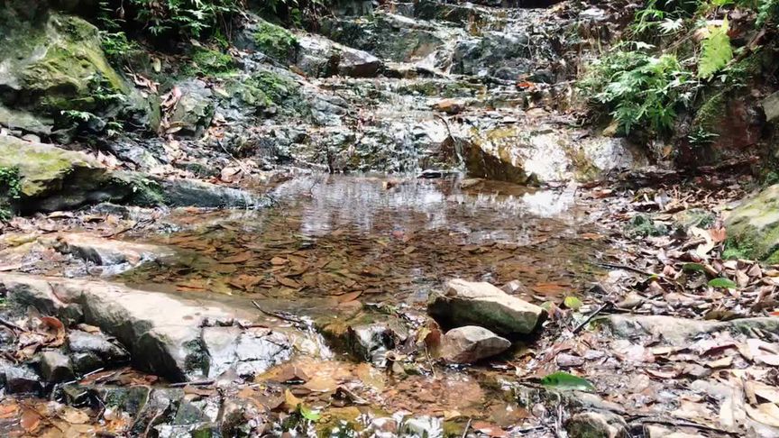 找灵感#水草造景 #热带雨林