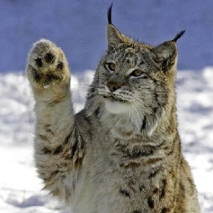 林猫猫Lynx 