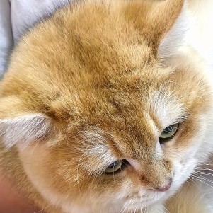 肥猫欢喜哥 
