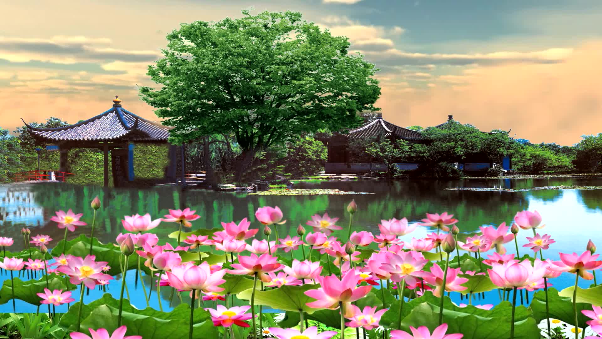 荷塘美景 荷花 无缝循环(有音乐)背景视频