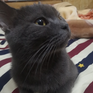来来的冬天アシ 