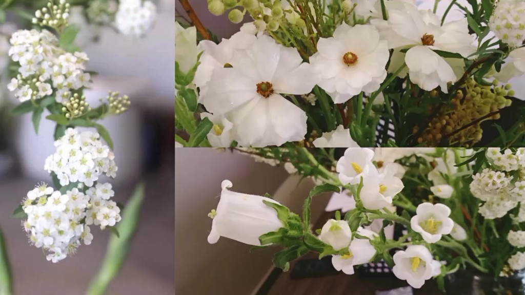 春天里开放的,这些美丽的花,你都认识吗?