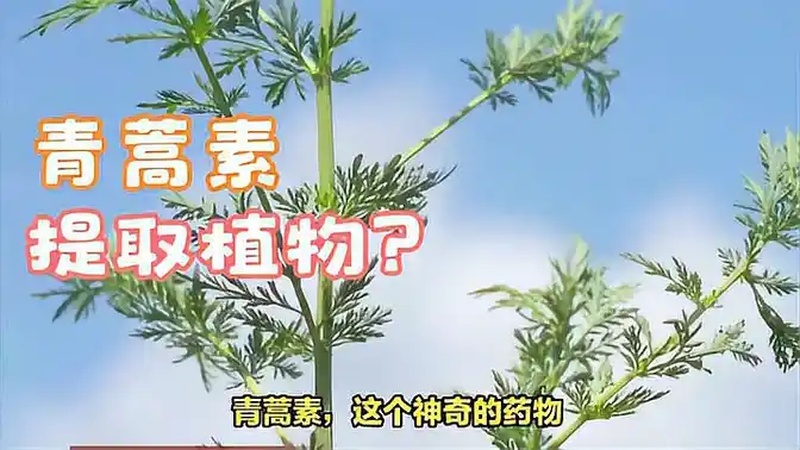 青蒿素神奇药物,拯救生命超厉害!