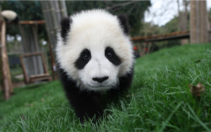 【日本纪录片】熊猫的生活【中英】