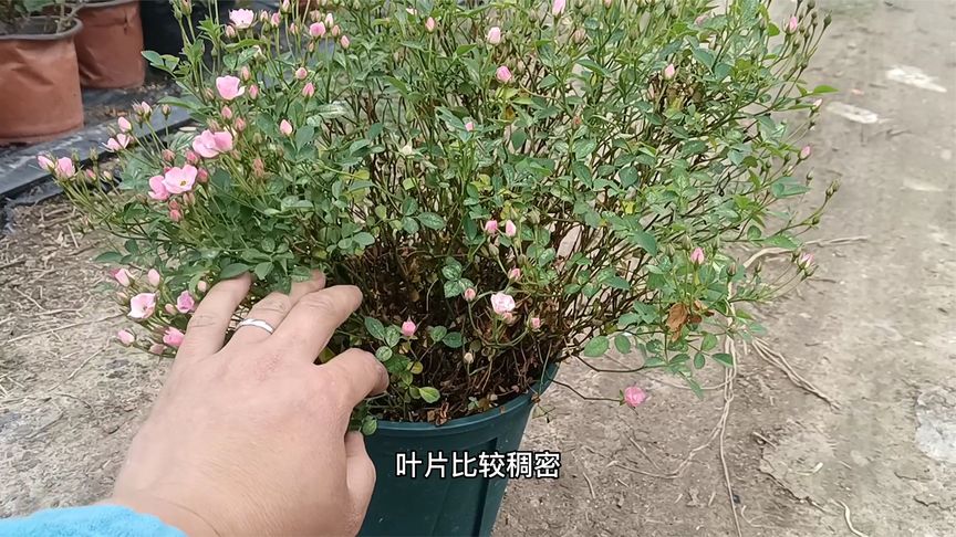 微型月季养护注意事项,3个方面要做好,它才不容易出问题