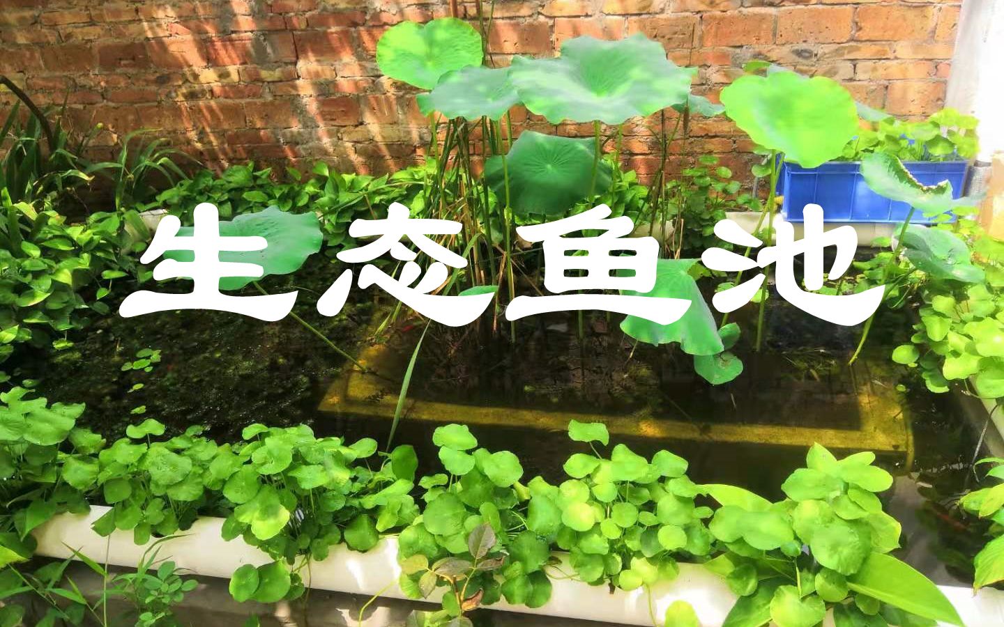 农村庭院自建生态鱼池的全过程,三个月后完成蜕变,太漂亮了