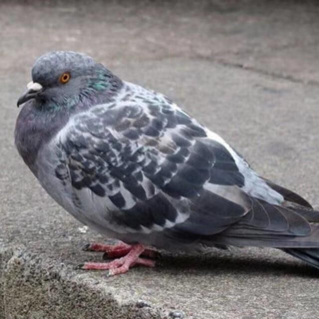 Pigeonk_鸽屿 