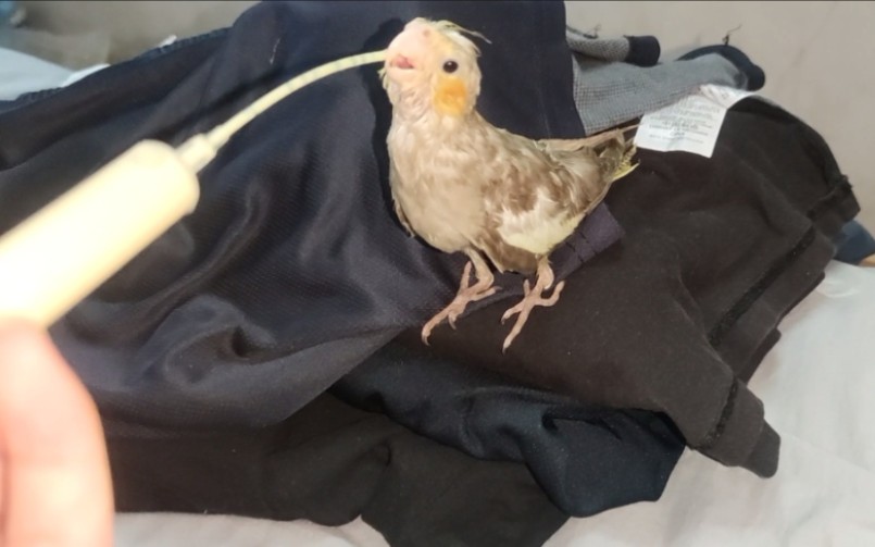 健康的玄凤鹦鹉宝宝有多好伺候?单手插管轻轻松松搞定!