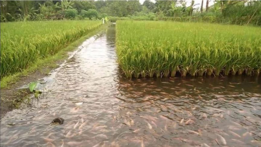 水稻也可以这样种植!#农业科技#观赏农业#有机环保#食品安全#