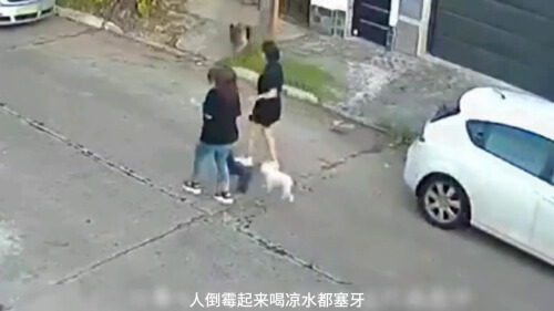 大狗差点咬死小狗,吓坏狗主人