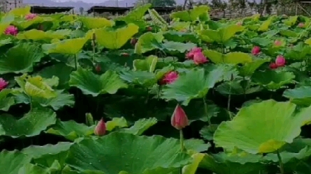 win10各版本功能介绍