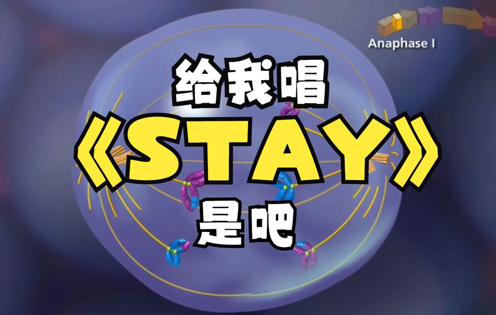 【高中生物必修二】减 数 分 裂 ?
