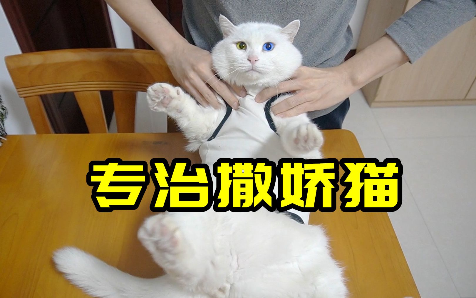 当猫咪撒娇,正经人这样处理