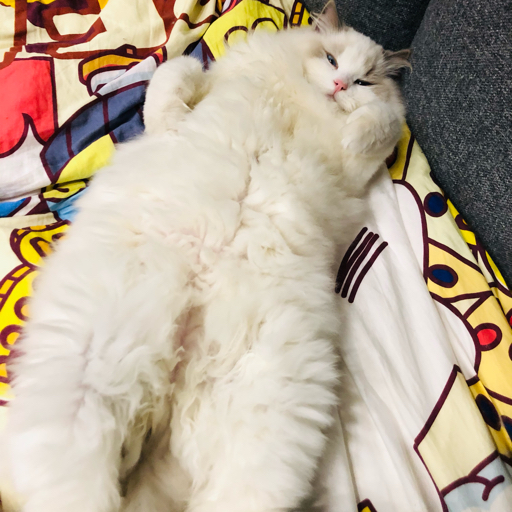 聂小胖在减肥 