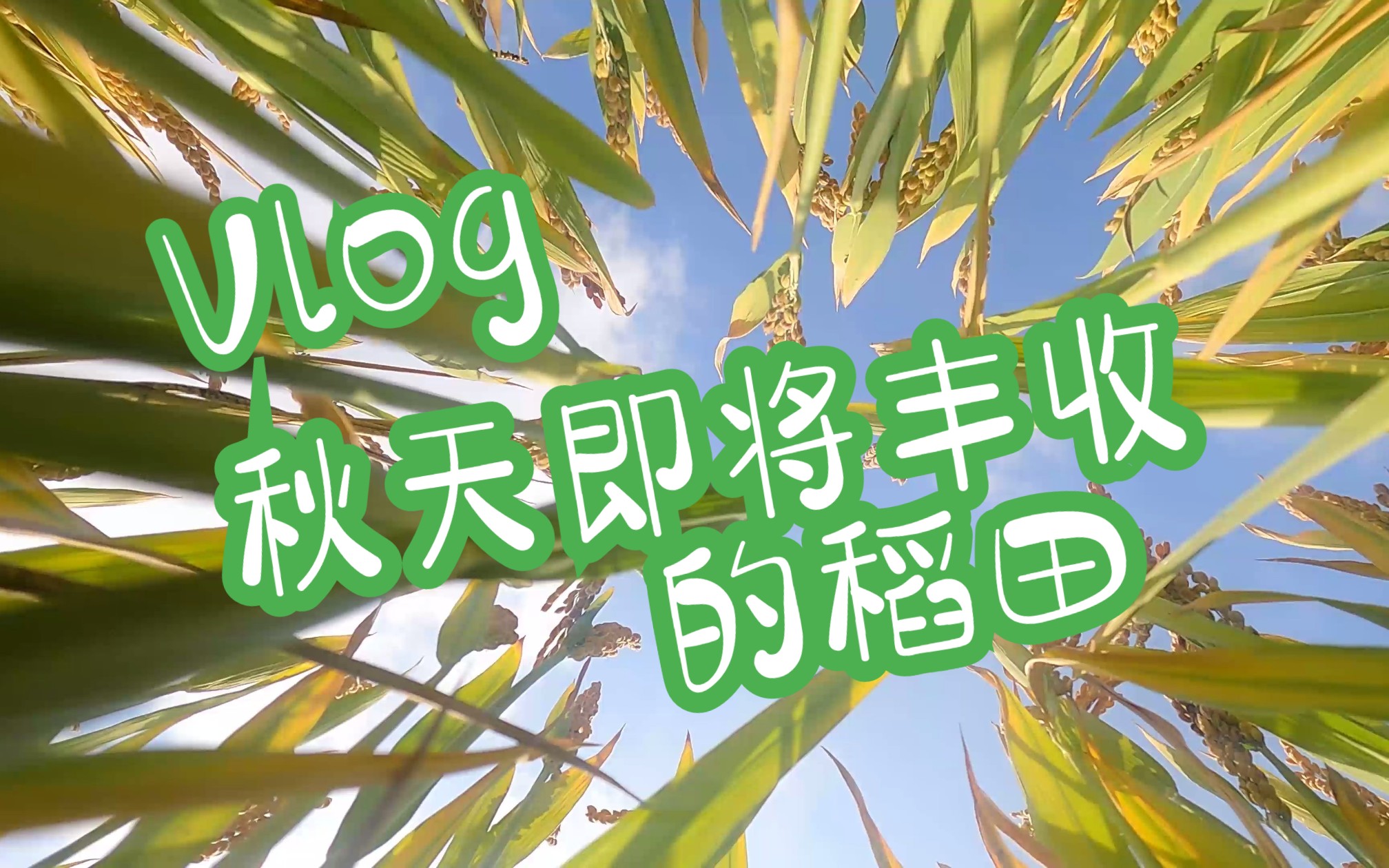 秋天即将丰收的稻田