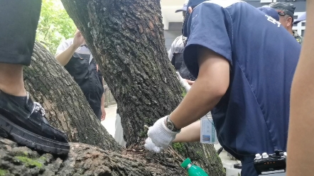 消杀培训资质认证林艳四害消杀培训消杀资质去哪里办,消杀资质申请...