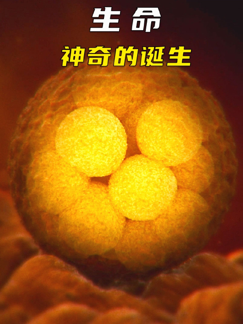 生命伟大而神奇,一个视频带你了解,人类如何从细胞再到生命诞生