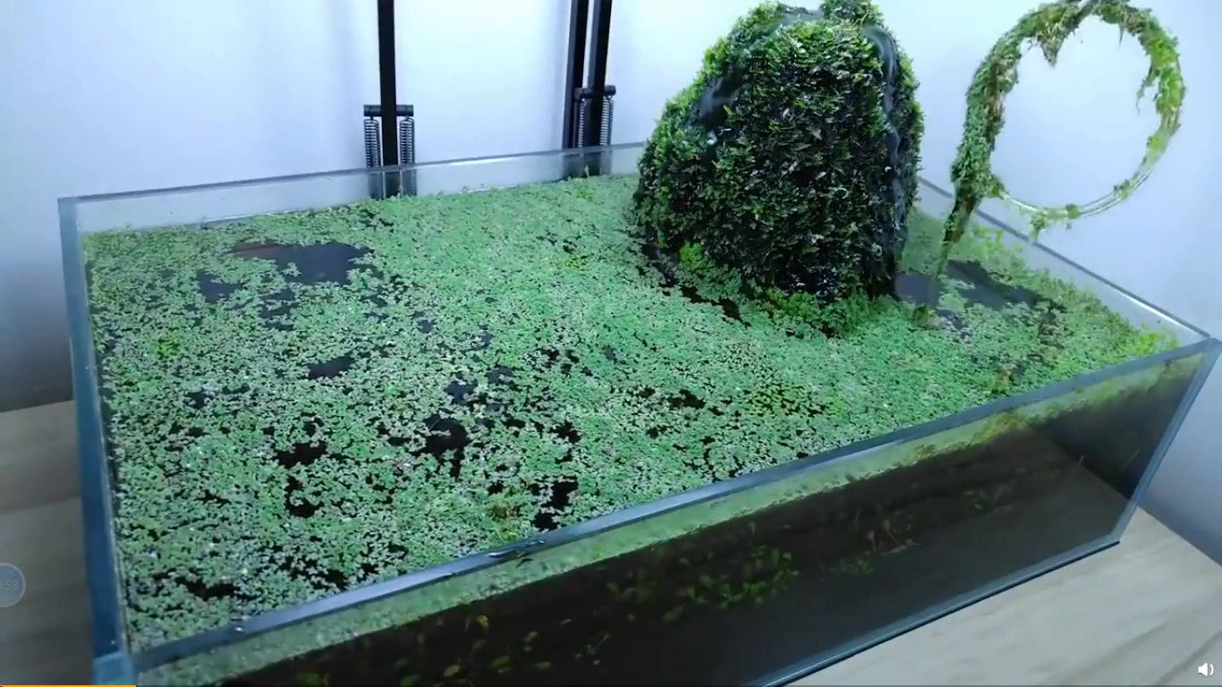 亲手打造的水下生态系统,国外一位博主记录自己亲手制作和培育的...