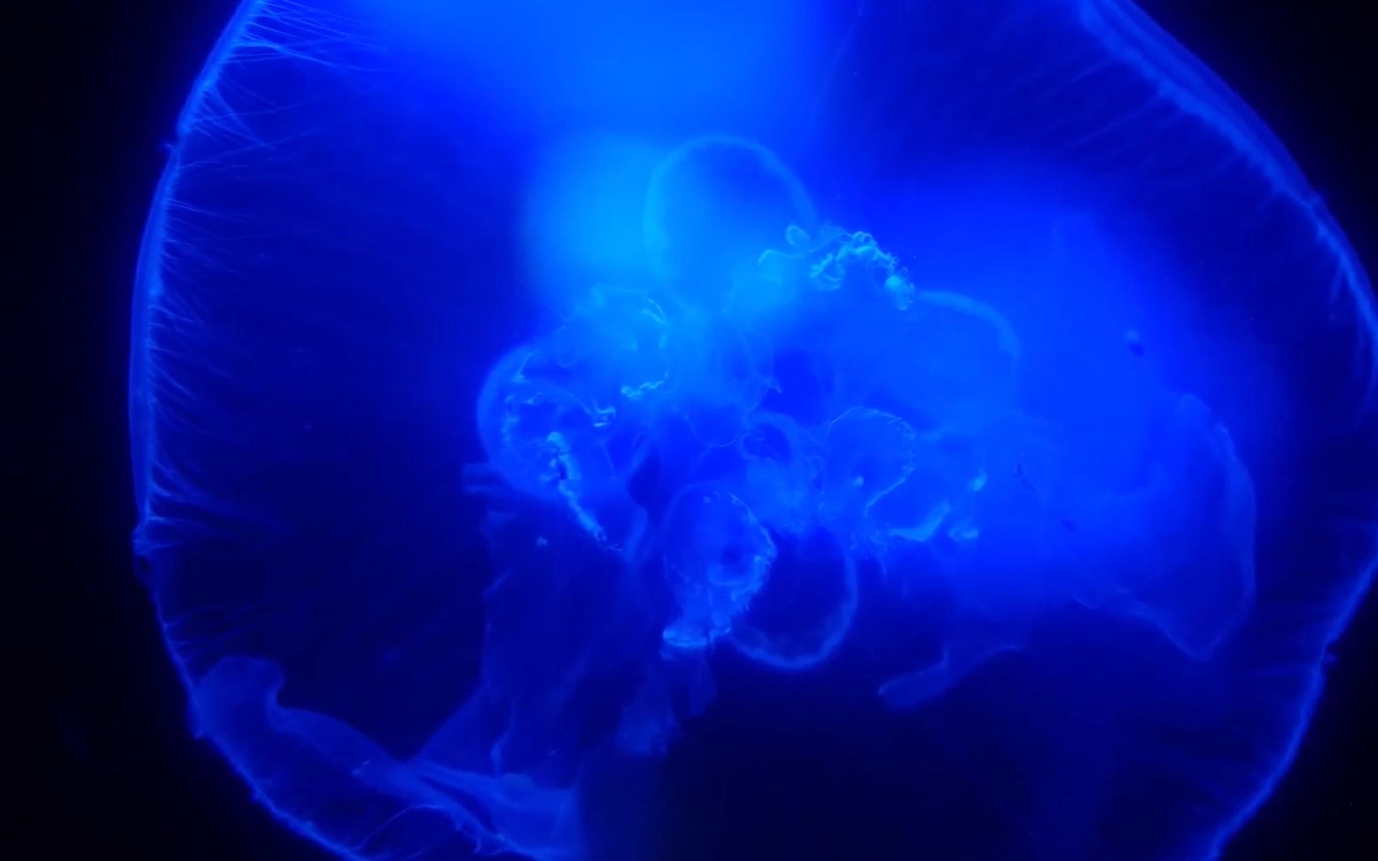 e611 2K超高清画质唯美梦幻可爱卡通海底世界水族馆海洋馆荧光水母...