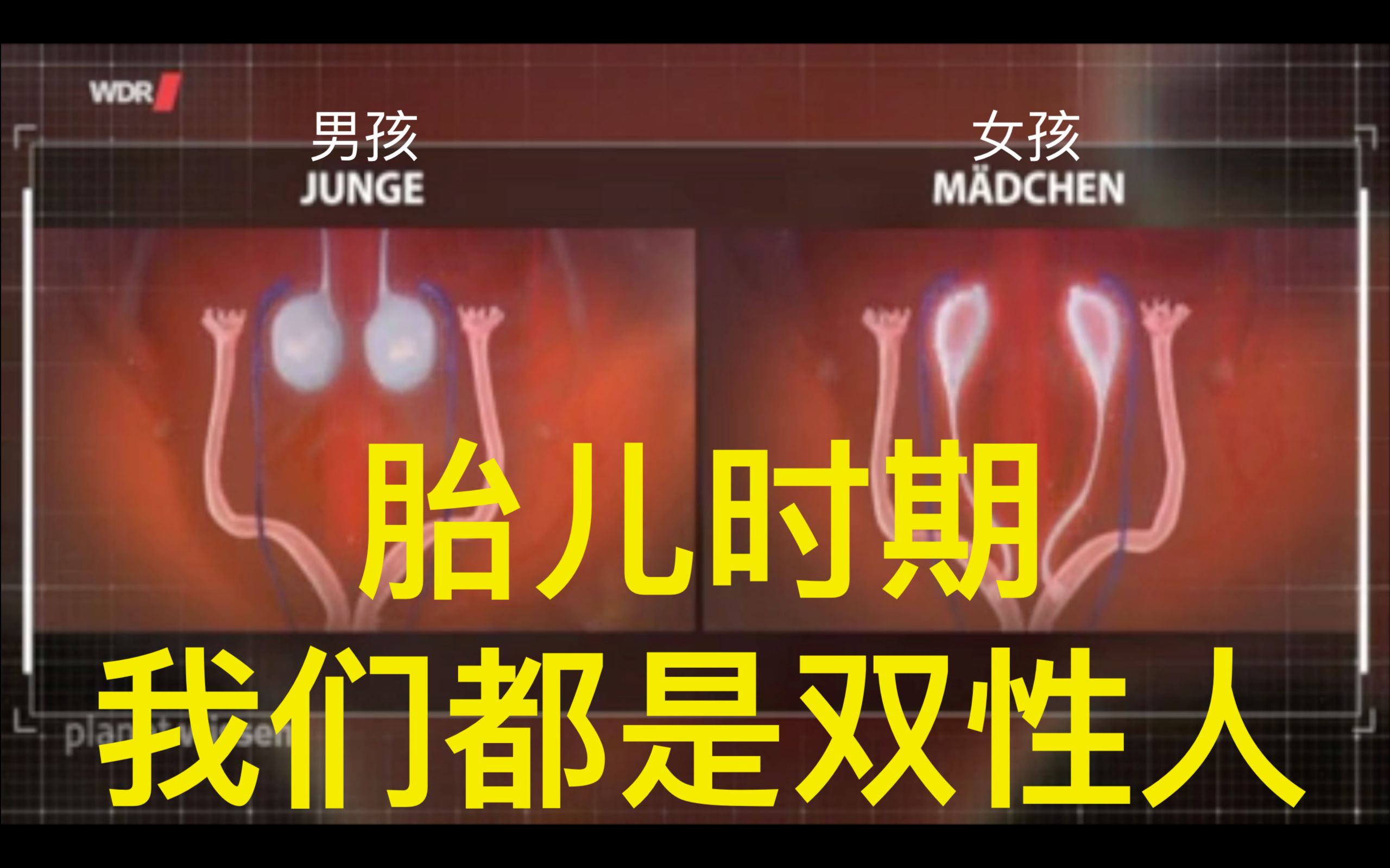 性别形成-男/女/双性人-中德字幕