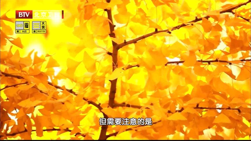 养生堂:银杏叶有什么样的功效呢?专家告诉你