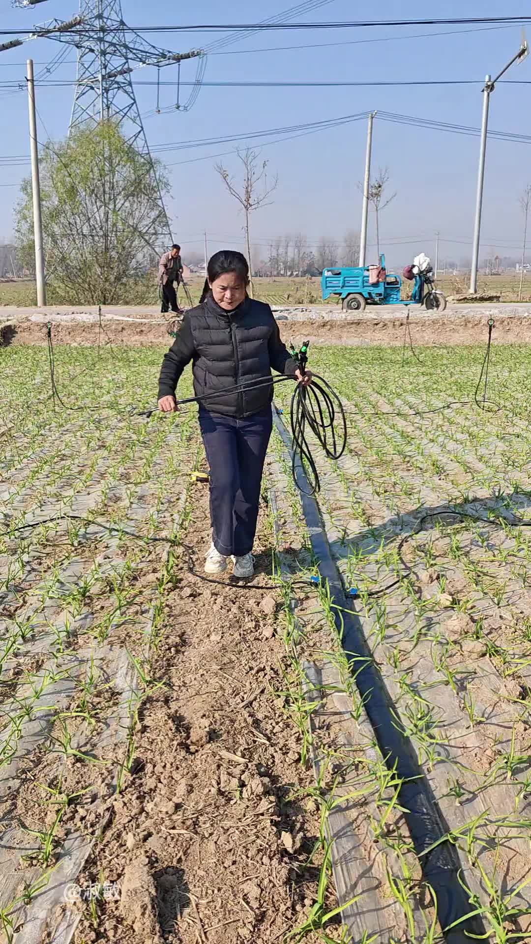 一根软带铺设两套地插微喷#三农 #农业灌溉 #农业种植 #大棚灌溉@...