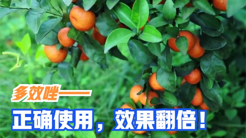 多效唑植物生长调节剂,掌握正确使用方法,效果翻倍!