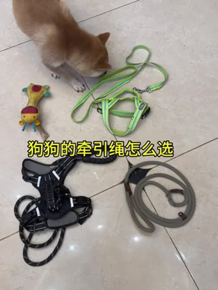 狗狗牵引绳,选这个就够了,既透气,穿戴月方便,还好看 #狗牵引绳 #柴犬 ...