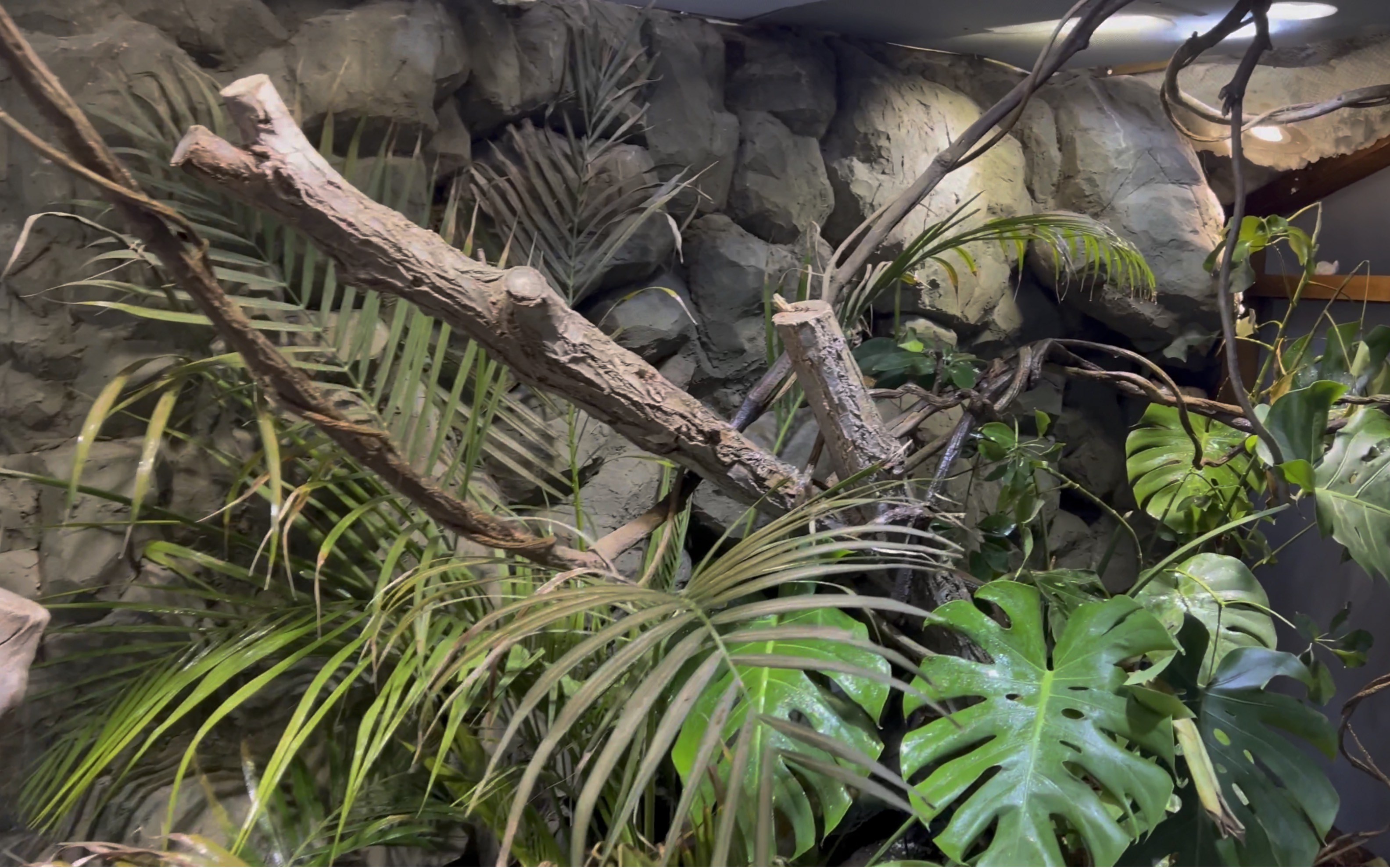 三米的双冠雨林缸!