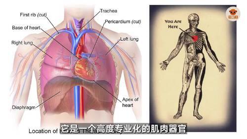 为什么血管看起来是蓝色的?动画解读人体血液循环系统的奥秘