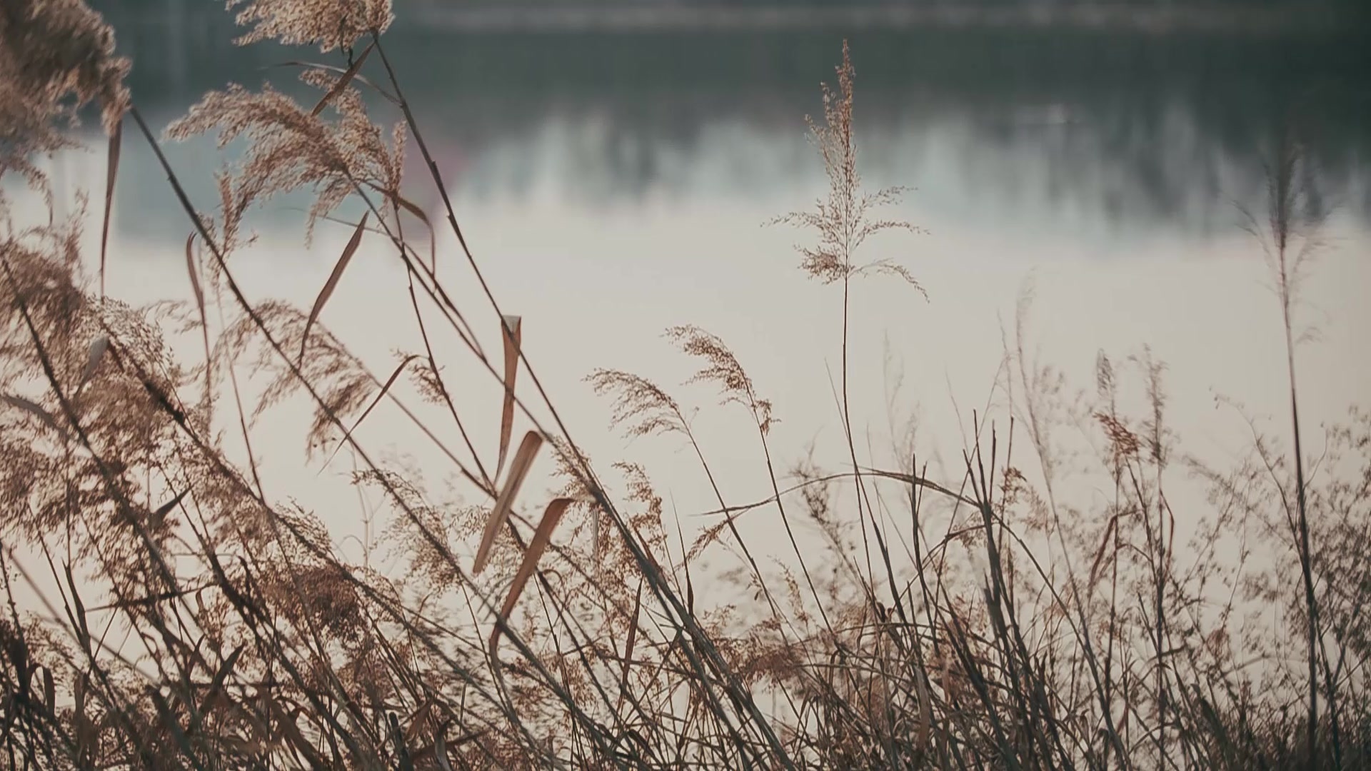 魔灯mlv 转dng 和mov 不同调色不严谨拍摄