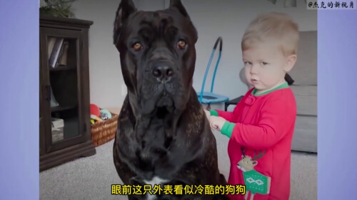 看似凶猛的卡斯罗犬,在孩子面前竟然这么温柔,网友:这狗能处!