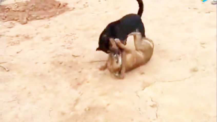 农村斗狗,比特犬VS杂交狼狗,狼狗占上风,精彩