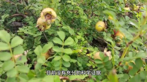 1690.刺梨干能降xue唐吗
