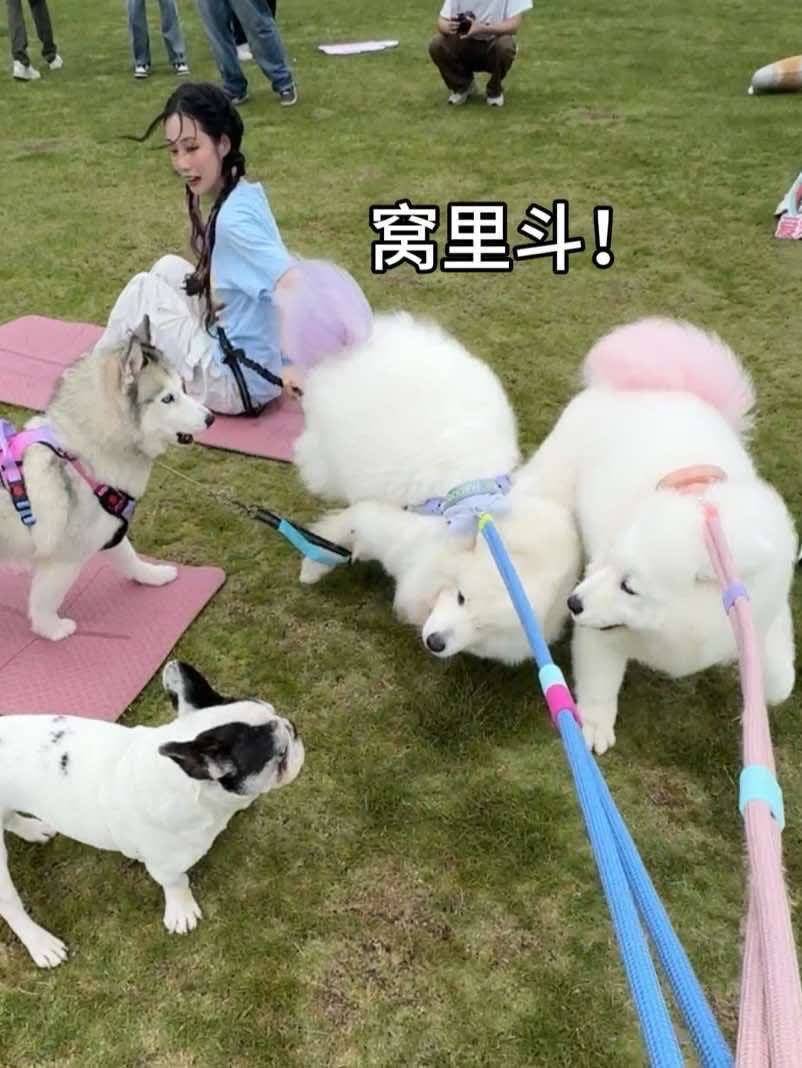 什么是窝里斗小狗?肉包和肉泥 我的小狗全世界最可爱 宠物是我最好的...