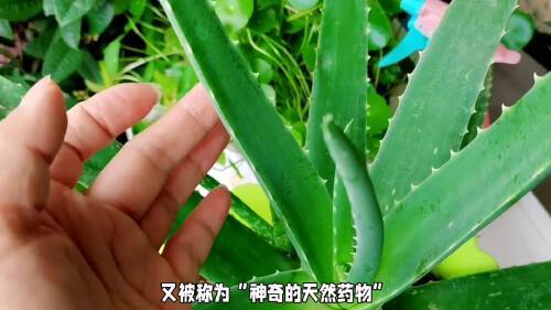 芦荟在生活中的观赏价值及作用