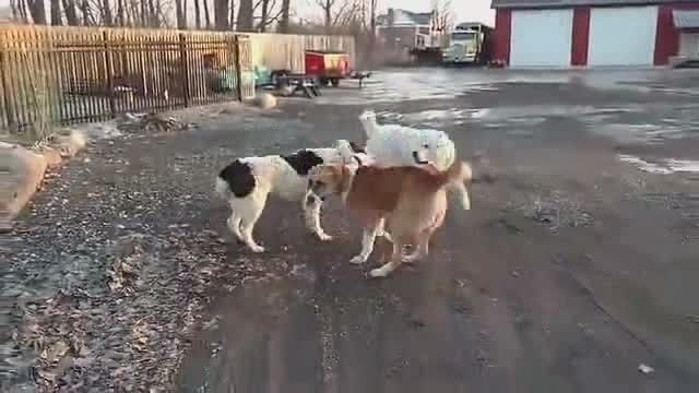 两只中亚牧羊犬打架,好怕怕
