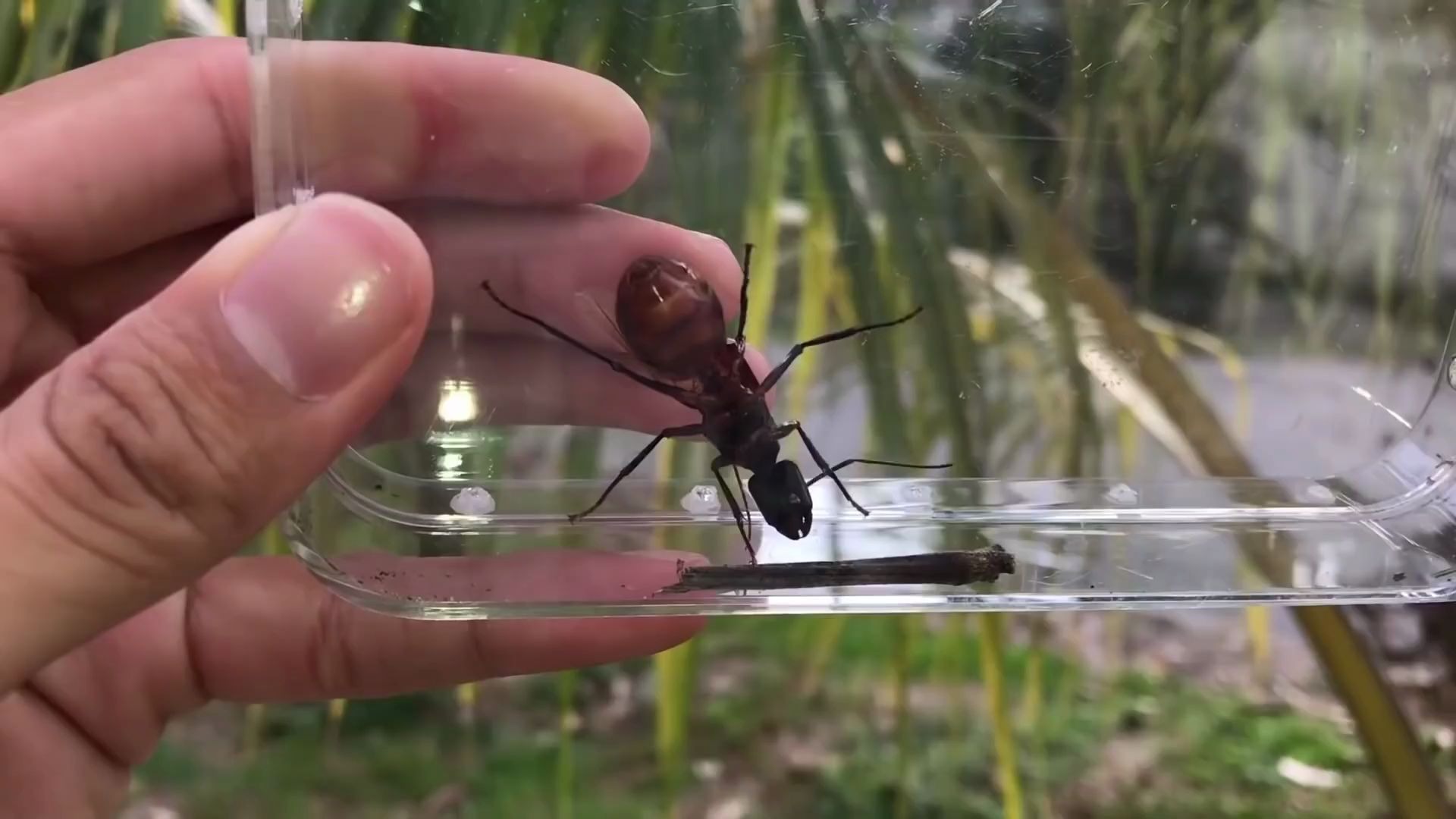 这可能是世界上最大的蚂蚁