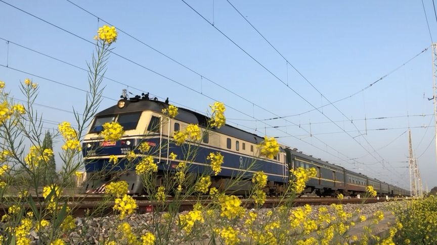 春天里的火车,T236次在花儿拥抱中快速通过。