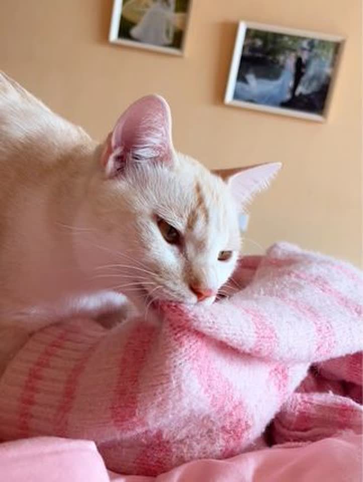 听说猫咪这样踩奶是想妈妈了 #记录猫咪日常