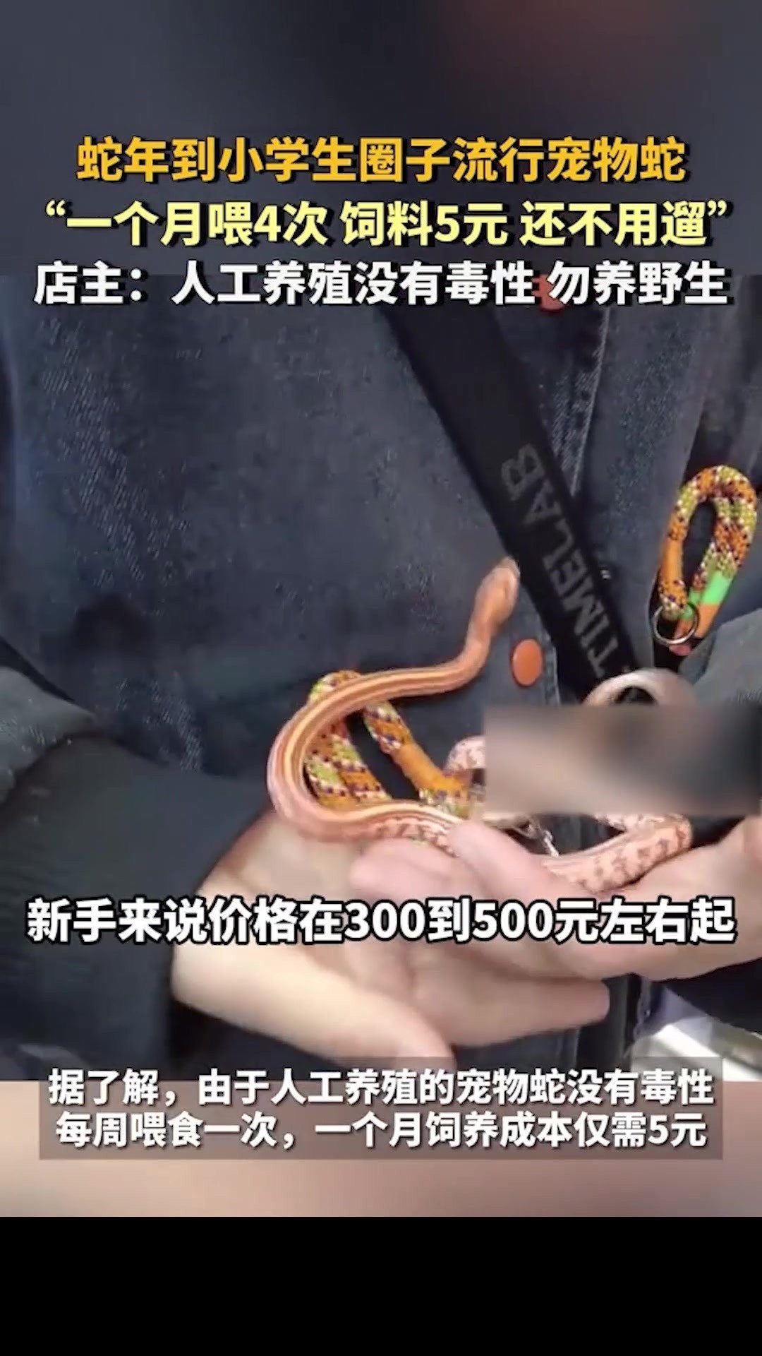 蛇年到小学生圈子流行宠物蛇,店主:人工养殖没有毒性,勿养野生