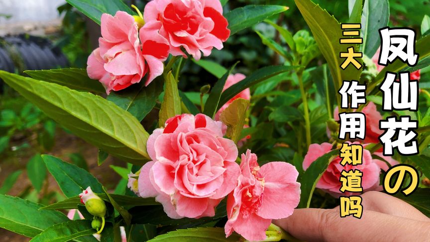 农村路边不起眼的“凤仙花”真是宝:三大用途,还能治“灰指甲”