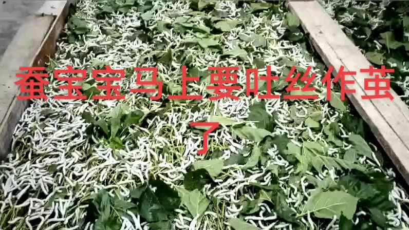 #蚕宝宝成长记 #纯手工蚕丝被 #蚕宝宝