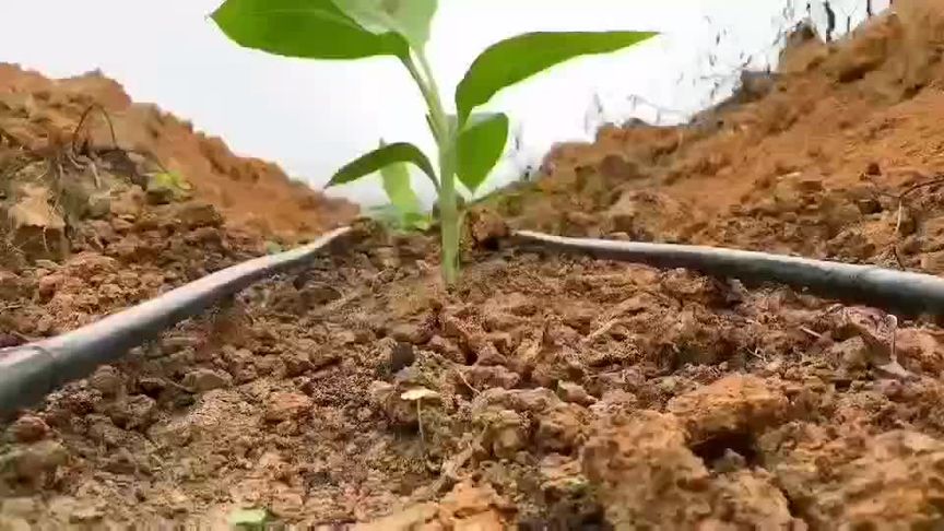 滴灌灌溉长势良好#园林绿化 #种植 #果树种植 #农业种植