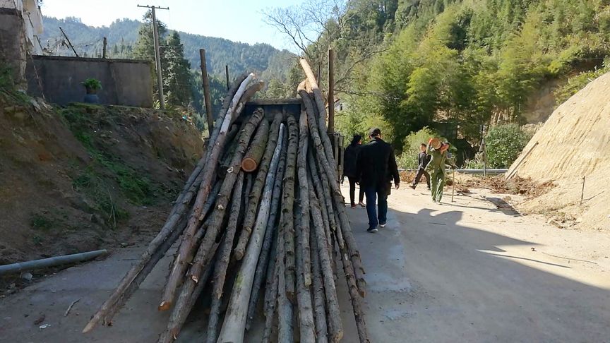 农村杉木值不值钱,收木材老板说今年将近1000元每立方了