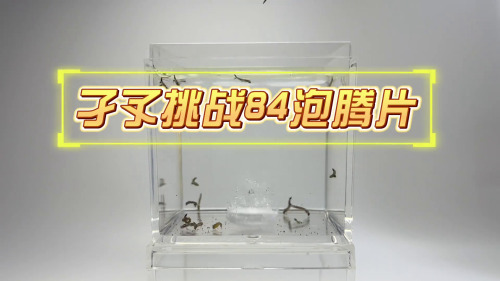 孑孓挑战84消毒泡腾片