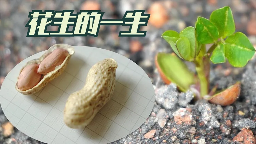 花生的一生|落花生的生长过程