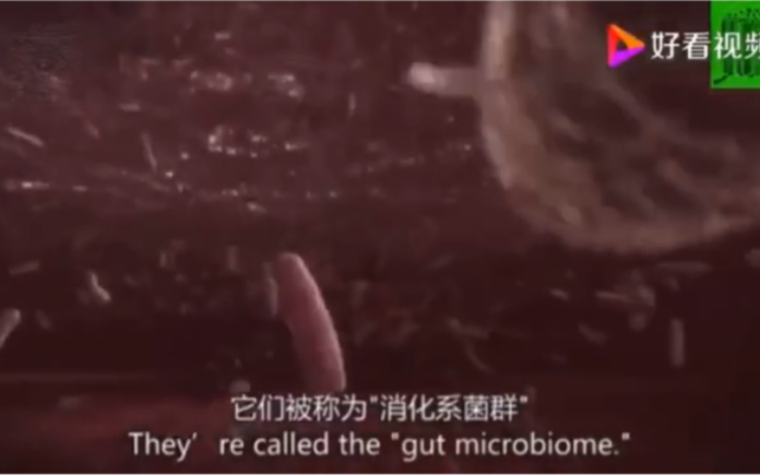 了解“消化系菌群”~